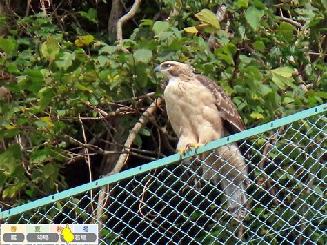 クマタカ20191104 日本の野鳥識別図鑑