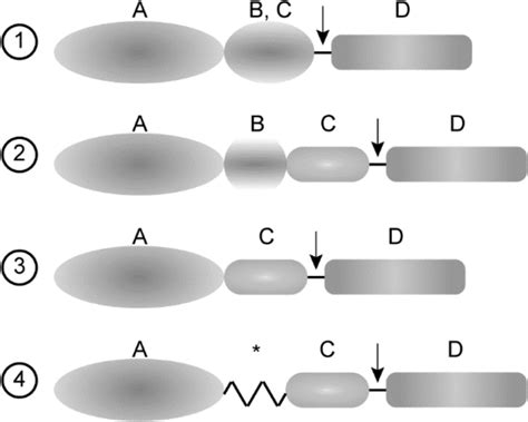 Design Of Fusion Proteins For The Recombinant Production Of Download Scientific Diagram
