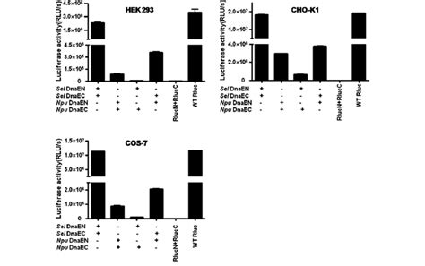Characterization Of Dnae Intein Mediated Protein Trans Splicing In
