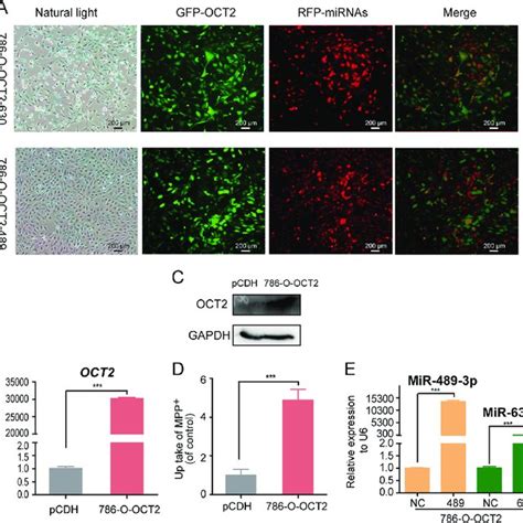 Construction Of 786 O Cell Line Stably Overexpressing Of Oct2