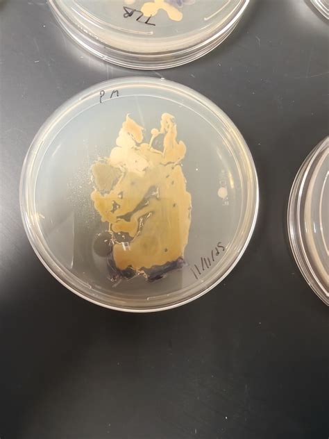 Meme Search Results Memedroid