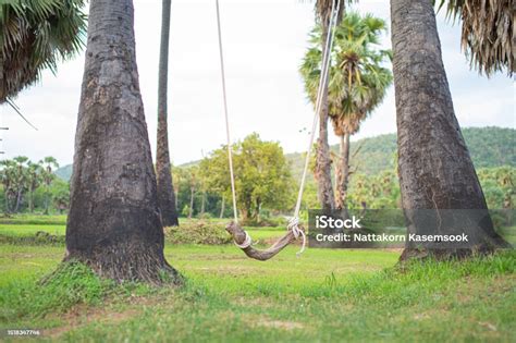 나무에 밧줄이 매달려 있는 나무 그네 대기 뒤에는 산이 있습니다 0명에 대한 스톡 사진 및 기타 이미지 0명 갈라파고스 군도 경관 Istock