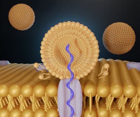 Liposome Structure Cell 3d Rendering Stock Illustrations 40 Liposome