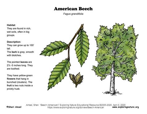 Beech Diagram The Pember Museum And Library Granville New York