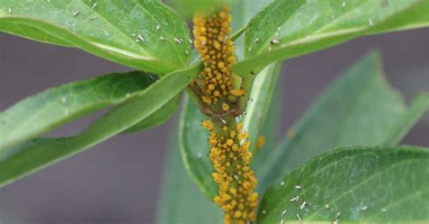Are Aphids On Milkweed Really A Bad Thing