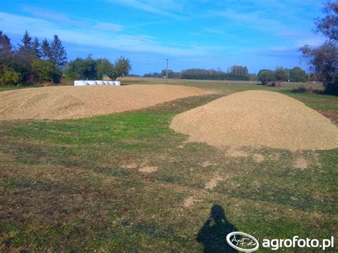 Kukurydza Zdjęcie Fotka Foto Numer 664802 Galeria Rolnicza Agrofoto