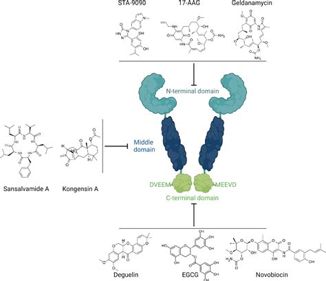Figure 1 From Heat Shock Protein 90 Hsp90 And Hsp70 As Potential