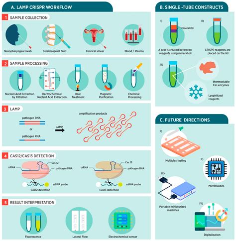Loop Mediated Isothermal Amplification Integrated Crispr Methods For Infectious Disease