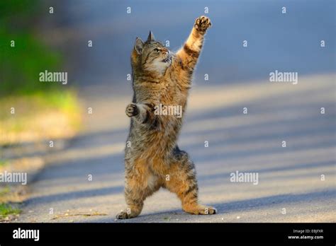 Domestic Cat House Cat Felis Silvestris F Catus Standing Erect And
