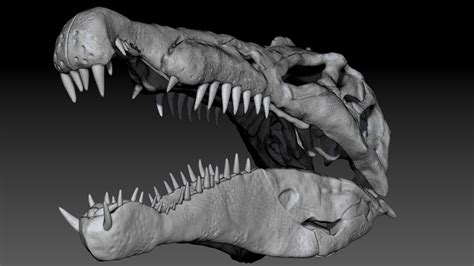 3d Model Spinosaurus Skull Set Turbosquid 1714701