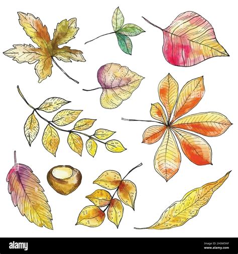 Hand Drawn Autumn Leaves Pack Vector Design Illustration Stock Vector
