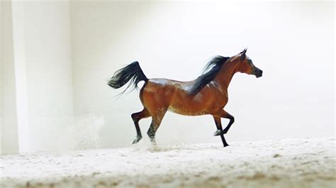 سمات الخيل العربي الأصيل المميزة مجلة الخيل والفروسية
