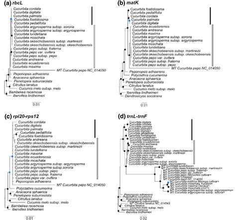 Majority Rule Consensus Trees Obtained With Mrbayes Including Putative