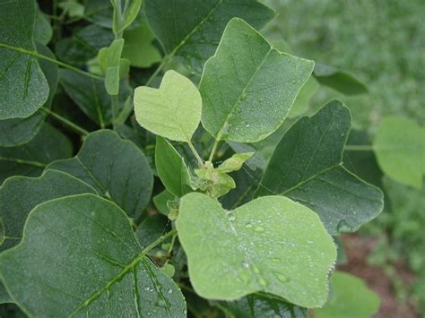 플가 백합나무 아디스 Liriodendron Tulipifera Ardis