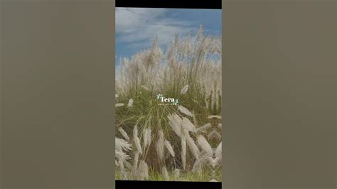 কাশবন Youtube