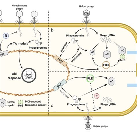 General Principle Of Abortive Infection Response Examples Of Effectors
