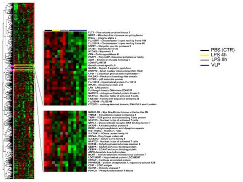 supervised hierarchical clustering of genes downregulated by hiv vlps