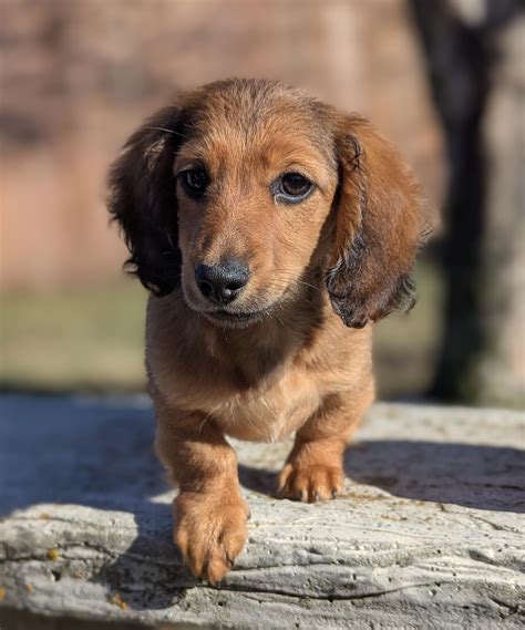 Adopt Buddy Today Find Paw Pal