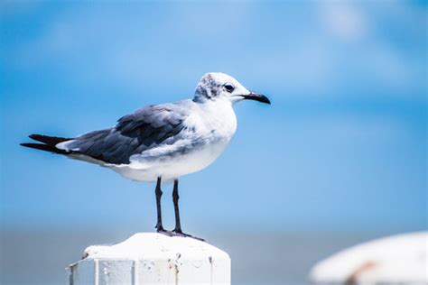 "Cedar Key"-Bilder: Stock-Fotos & -Videos. | Adobe Stock