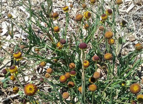 Helenium Puberulum In 50mm Forestry Tube Trigg Plants