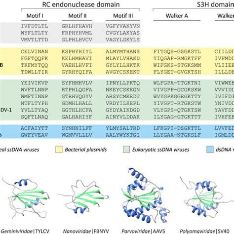 Evolution Of Large Dsdna Viruses Of Eukaryotes From Two