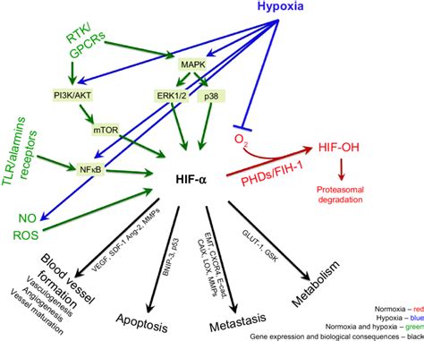 Regulation Of Hif In Normoxic And Hypoxic Conditions Notes Hif α A