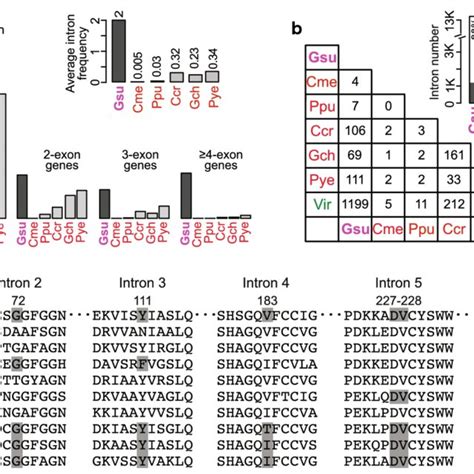 Evolution Of Red Algal Introns A The Frequencies Of Single Exon Genes Download Scientific