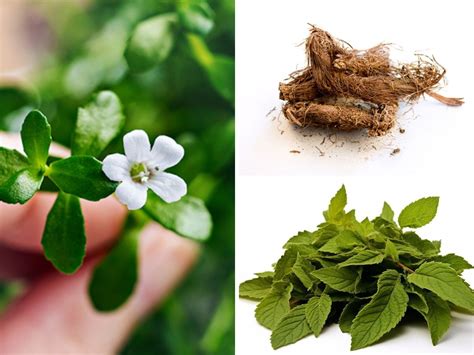Ayurvedic Remedies 5 Herbs Will Help In Reducing Symptoms Of