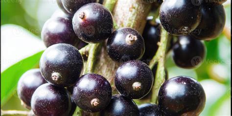A Vibrant Close Up Captures Juicy Ripe Jabuticaba Fruit Bursting With