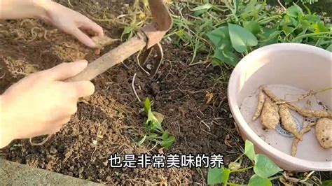 露台上种了半年的红薯，今天挖出来看看能有多少收获？太意外了 Youtube