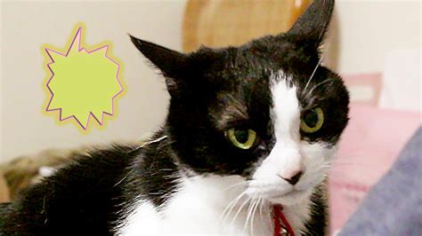 猫の心変わり〜突然キレて怒る猫｢はっちゃん！｣ 噛むと痛いﾖww Angry Cat Youtube