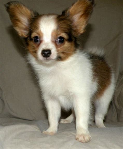 Papillon Puppies For Sale Santa Monica Ca 295383