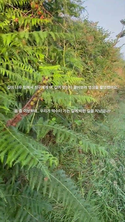노르망디 시골 마을에서 새벽에 약수터 가다가 길 잃어버리는 영상 Normandie Sourdeval Youtube