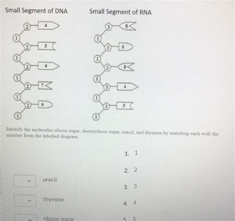 Solved Small Segment Of DNA Small Segment Of RNA Va Eletes Chegg Com