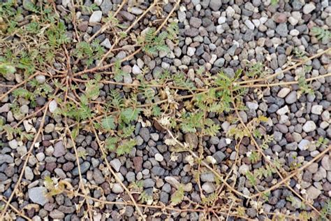 Goathead — Northern Arizona Invasive Plants