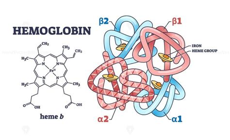 Hemoglobin Chemical Structure With Polypeptide And Heme Group Outline