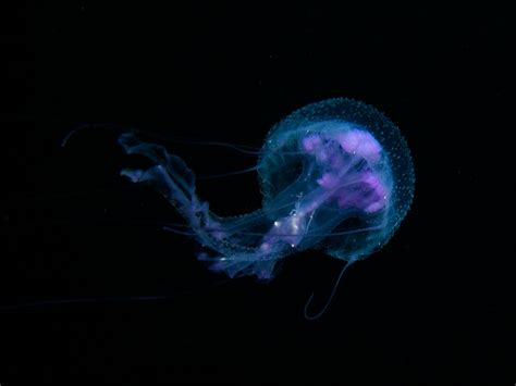 Limbos Noctiluca bioluminiscencia de la alegría