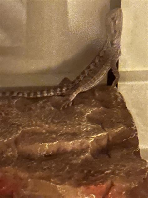 Just Woke Him Up Rdrunkbeardies