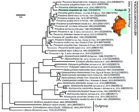Bayesian Phylogenetic Reconstruction Of Abyssochrysoidea Using A 530 Bp