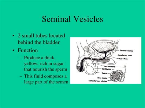 Ppt Reproductive System Powerpoint Presentation Id 721337