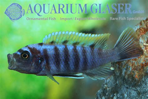 Maylandia Emmiltos Aquarium Glaser Gmbh