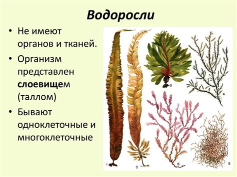 Общие признаки растений Уровни организации растительного организма 6