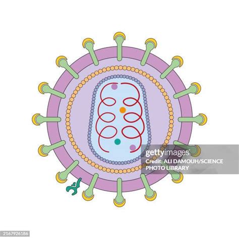 Hiv Structure Illustration High Res Vector Graphic Getty Images