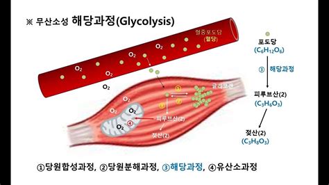 무산소성해당과정 젖산과정 속도조절효소 피루브산 Youtube