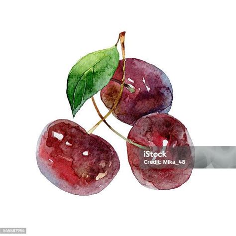 흰색 배경에 세 개의 체리 베리 체리에 대한 스톡 벡터 아트 및 기타 이미지 체리 0명 3가지 개체 Istock