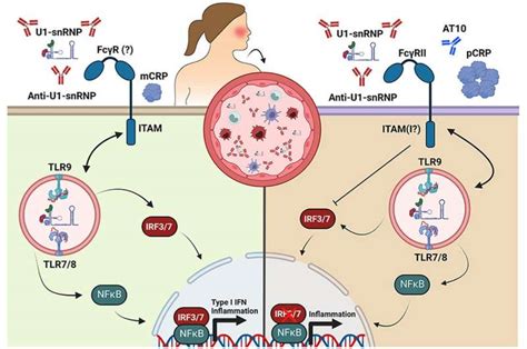 C Reactive Protein Reduces The Immune Response In Inflammatory Disease Medicine Net