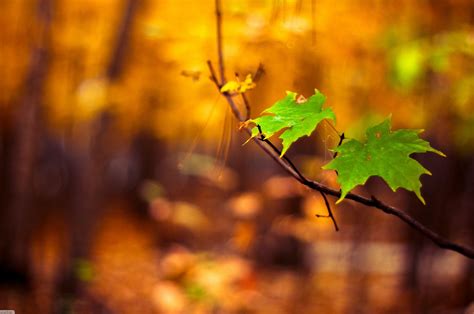 Blur Pc Wallpapers Top Những Hình Ảnh Đẹp