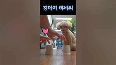 푸들 야바위 강아지놀이 강아지야바위 강아지놀아주기 Youtube