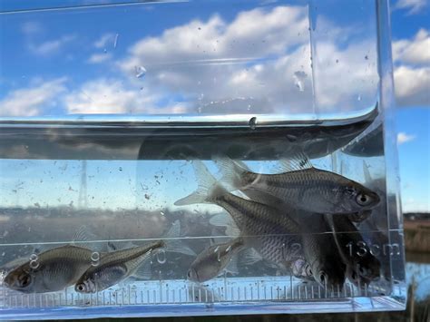 Yapoolworld さんの 2022年12月26日のタイリクバラタナゴの釣り・釣果情報茨城県 霞ヶ浦 アングラーズ 釣果
