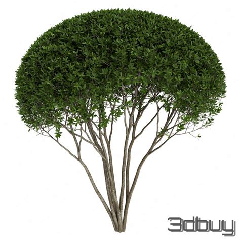 3d модель Рододендрон кусты